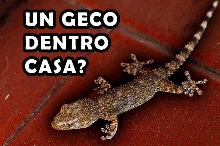 Geco in casa: perché è entrato, cosa significa e perché non dovresti ...